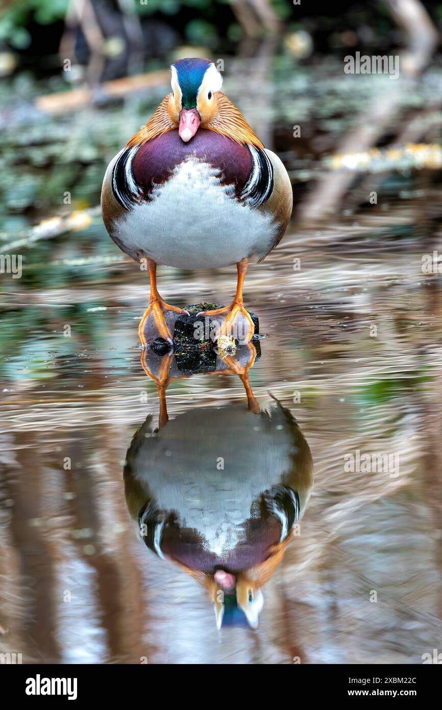 The male Mandarin Duck, known for its vibrant plumage and striking ...