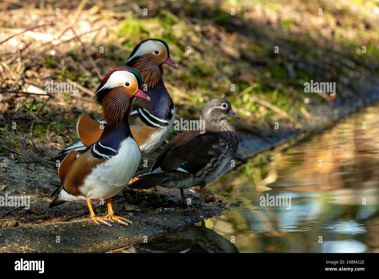 The male Mandarin Duck, known for its vibrant plumage and striking ...