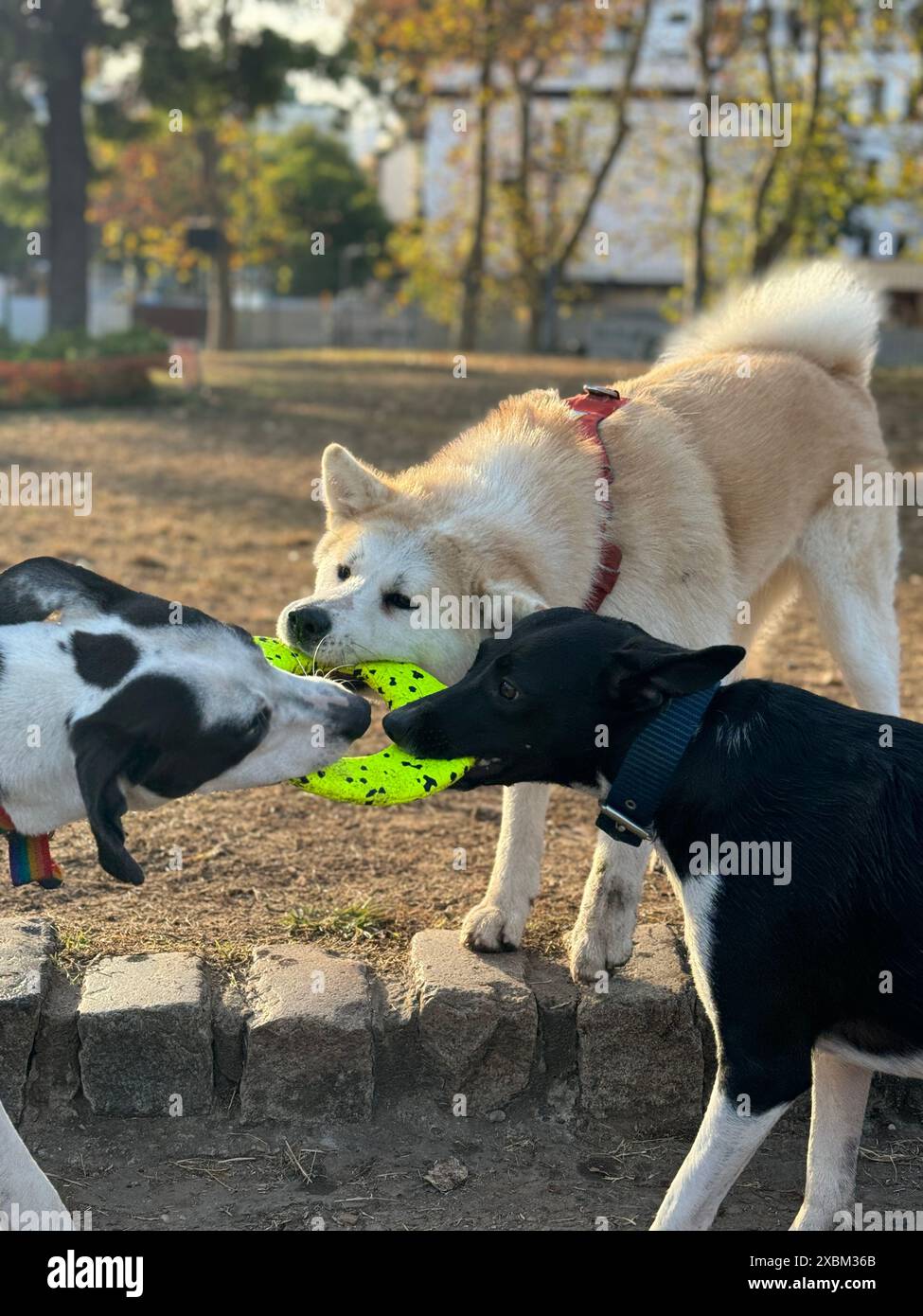 Perro akita hi-res stock photography and images - Alamy