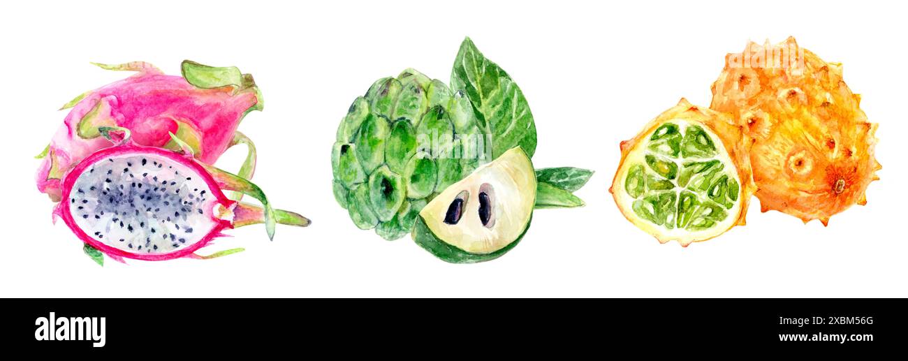 Dragon fruit artwork hi-res stock photography and images - Alamy