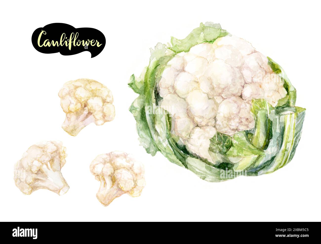 Watercolor illustration of fresh cauliflower, perfect for organic food ...