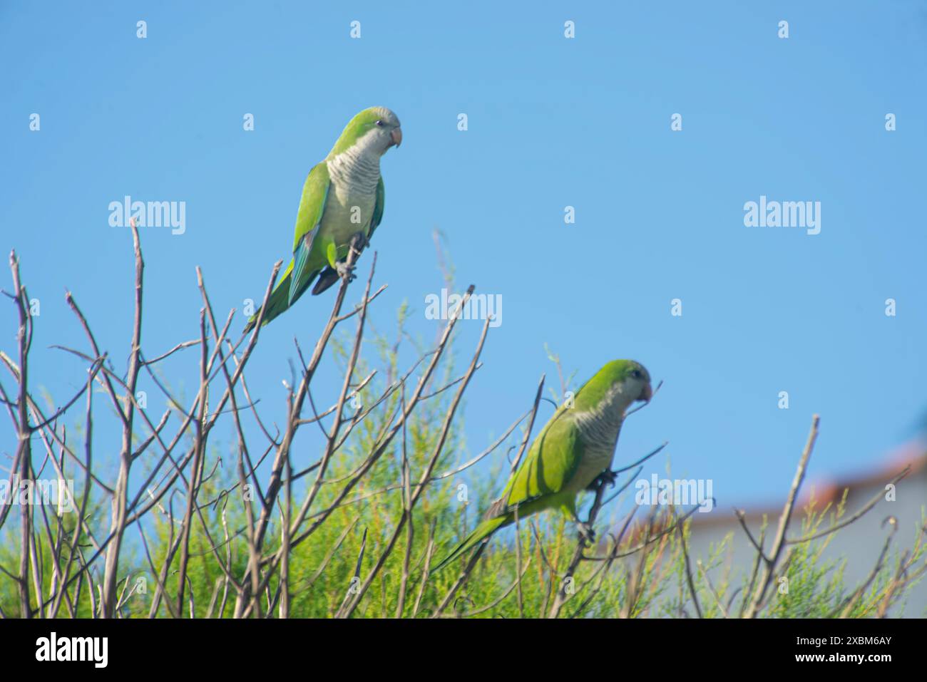 Monk parakeer hi-res stock photography and images - Alamy