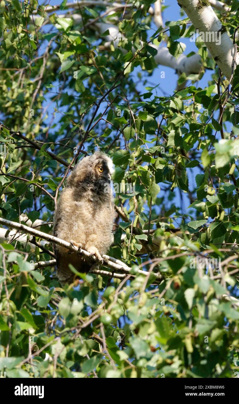 Long-eared owl (Asio otus), young bird in a birch tree, June, Saxony ...