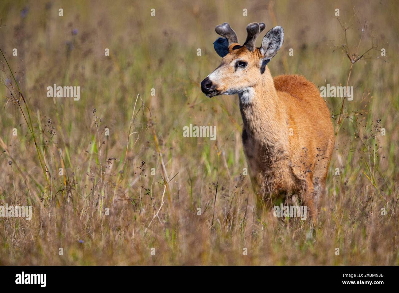Marsh deer (Blastocerus dichotomous) Pantanal Brazil Stock Photo - Alamy Marsh deer (Blastocerus dichotomous) Pantanal Brazil Stock Photo - Alamy