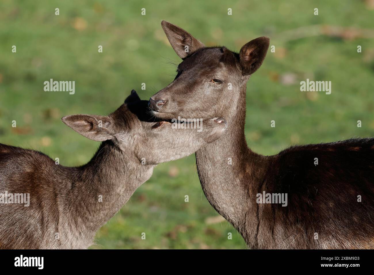 Deer and cows hi-res stock photography and images - Alamy