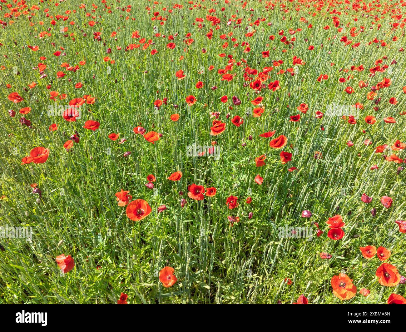 Aerial view, top down view of a corn field with poppy flower (Papaver ...