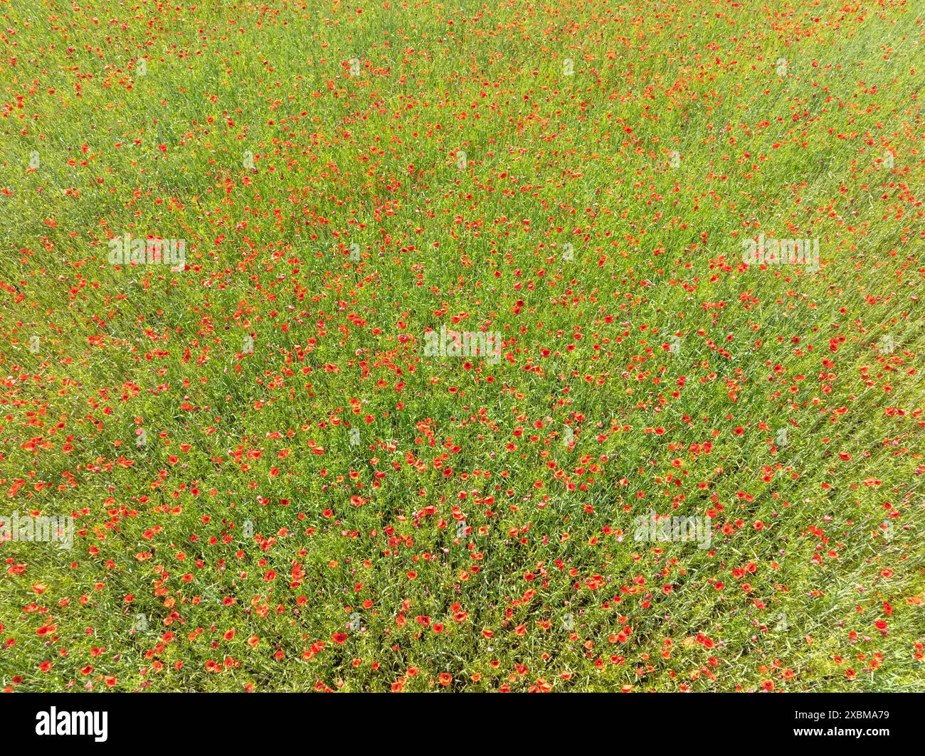 Aerial view, top down view of a corn field with poppy flower (Papaver ...
