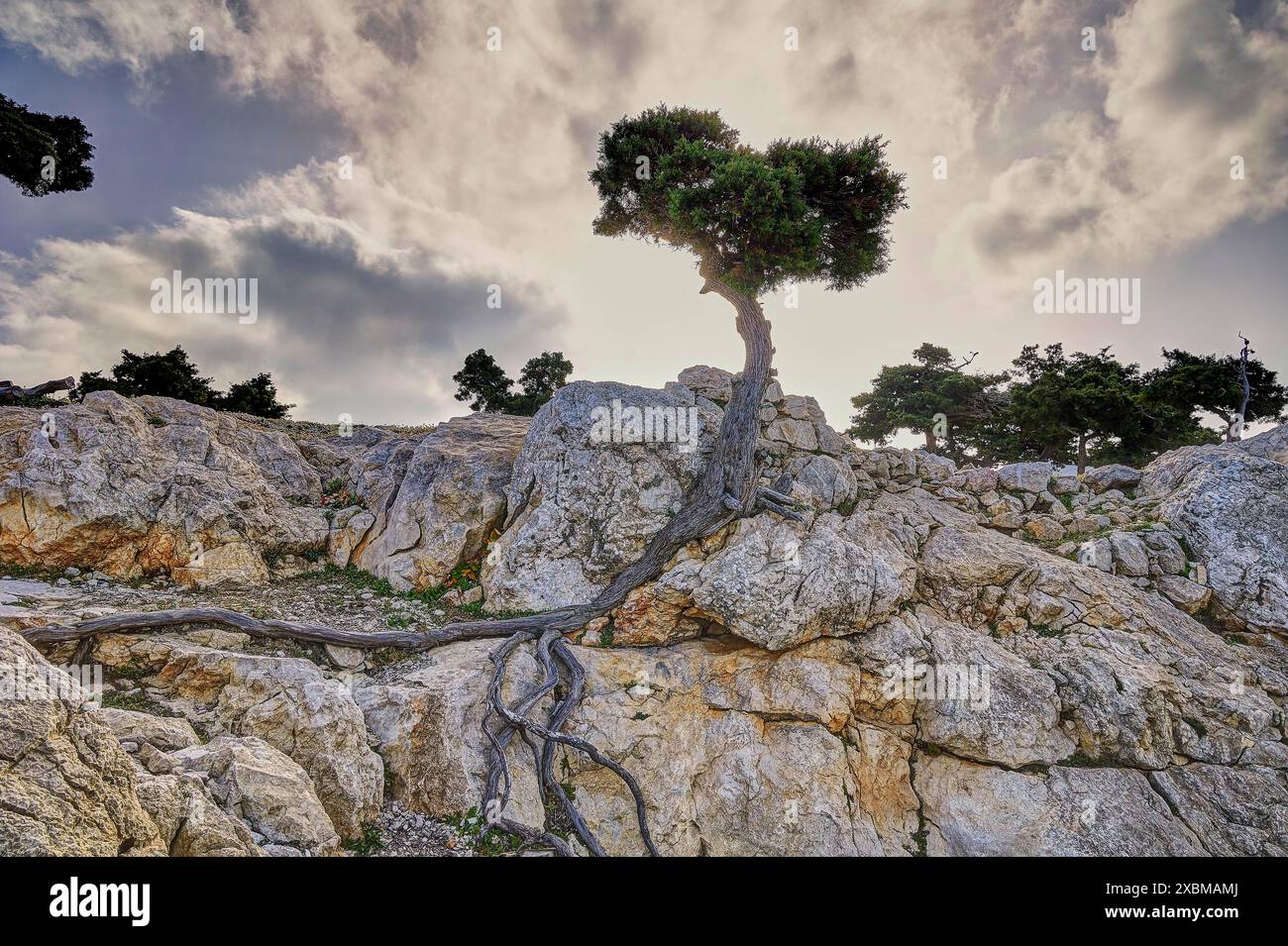 Roots growing into rock hi-res stock photography and images - Alamy