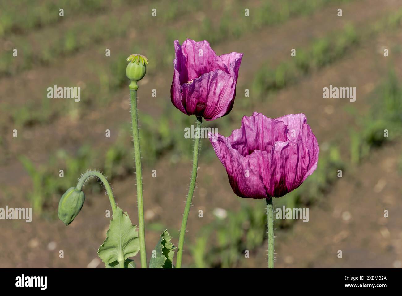 Two dark purple opium poppy (Papaver somniferum) and next to them two ...