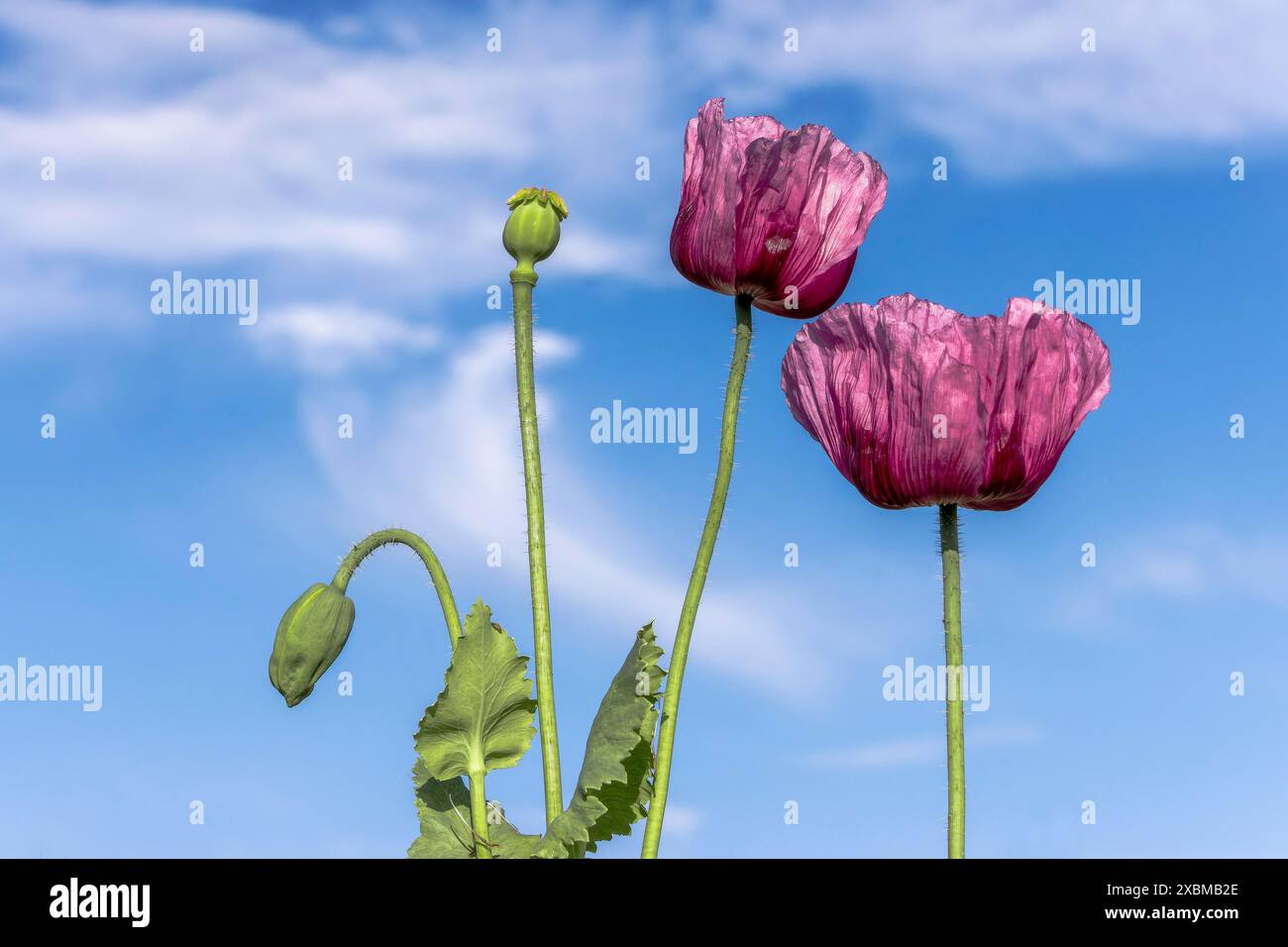Two dark purple opium poppy (Papaver somniferum) and next to them two ...