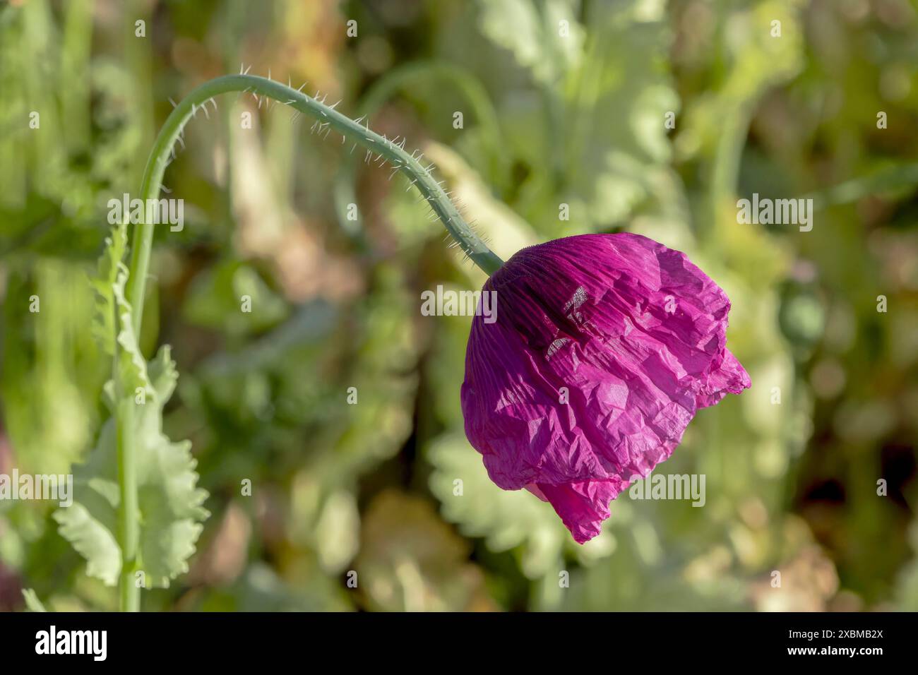 Slightly drooping purple-coloured opium poppy (Papaver somniferum) on a ...