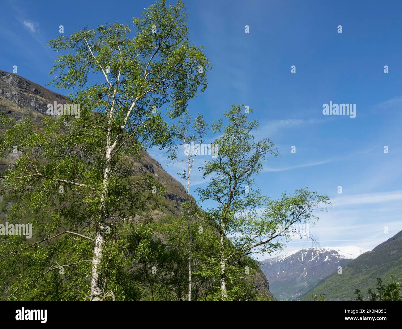 Norway snow capped mountain green trees hi-res stock photography and ...