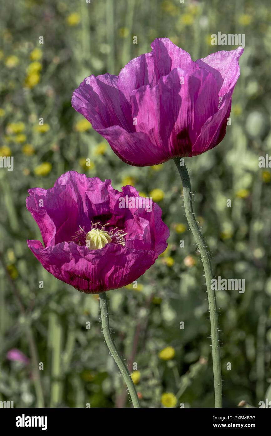 Two dark purple opium poppy (Papaver somniferum) flowers with dark ...