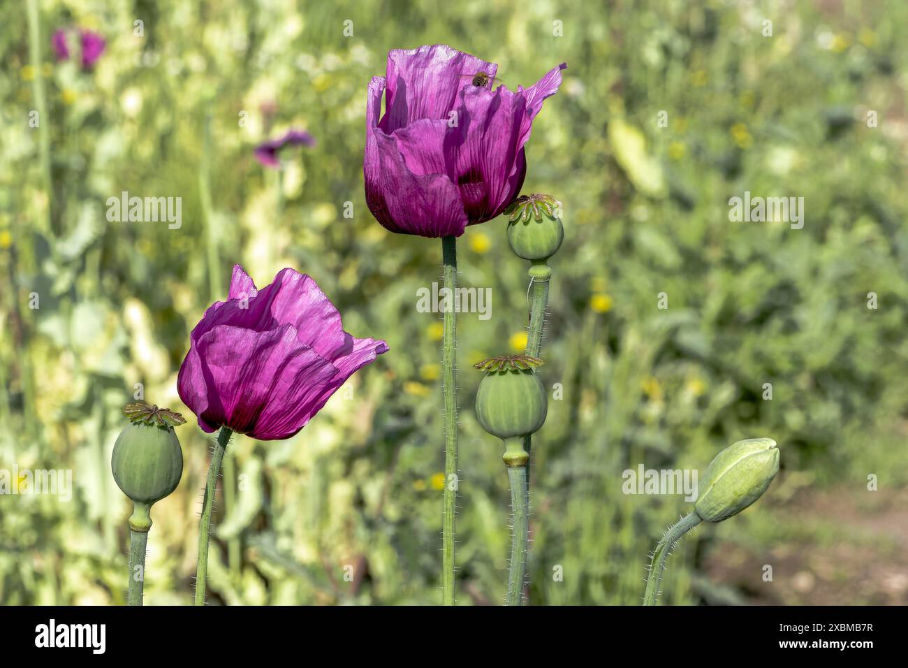 Two dark purple opium poppy (Papaver somniferum), seed heads and flower ...