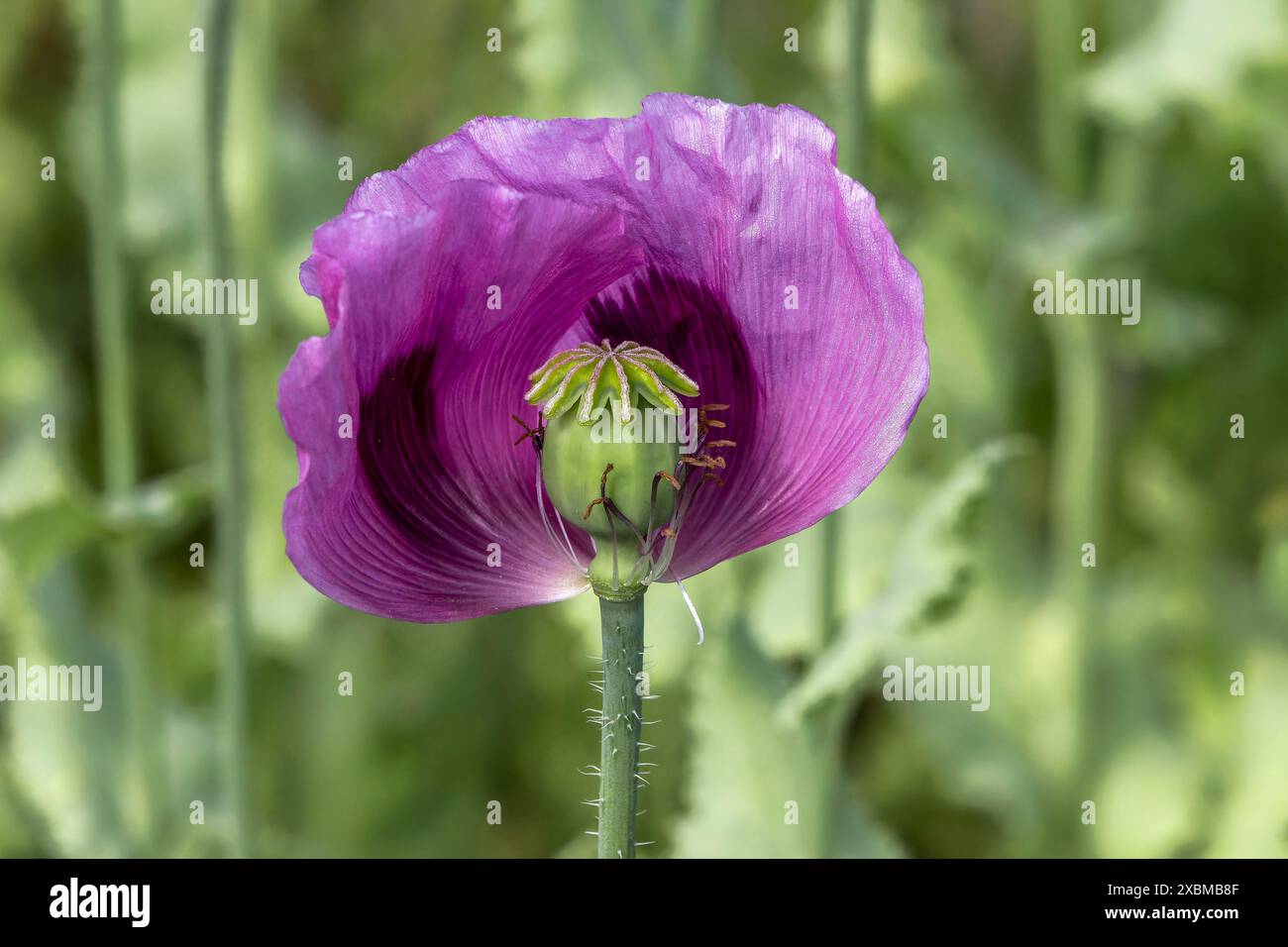 Violet-coloured petal of an opium poppy (Papaver somniferum) with a ...