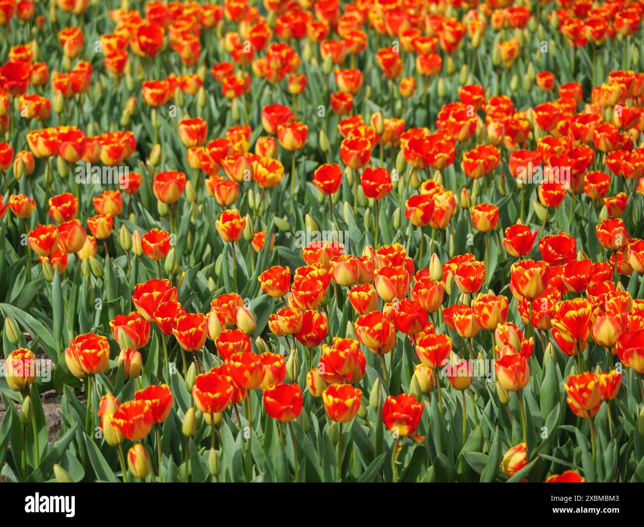 Red and orange tulips in dense groups with green flower stems ...