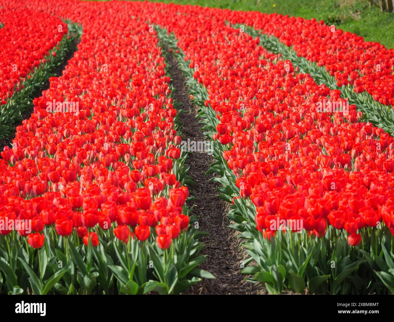 Red tulips grow in neat rows, heralding the arrival of spring ...