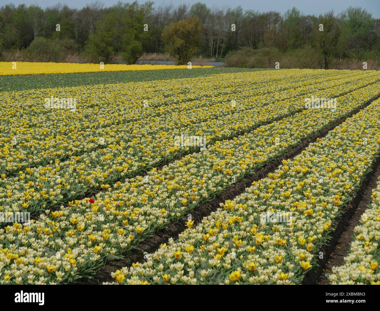 Wide field of flowers with yellow tulips stretching across the ...