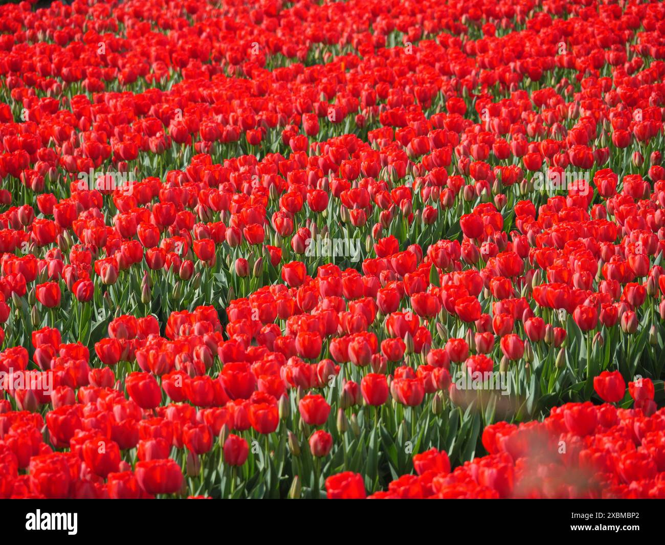 A wide field full of red tulips spreading a spring-like atmosphere ...