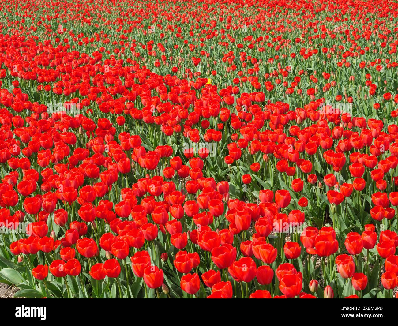 A wide field of tulips with masses of red flowers stretching to the ...