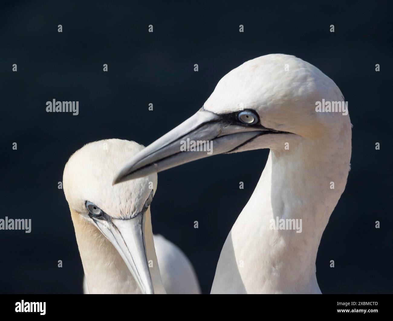 Bird with white ring around eye hi-res stock photography and images - Alamy