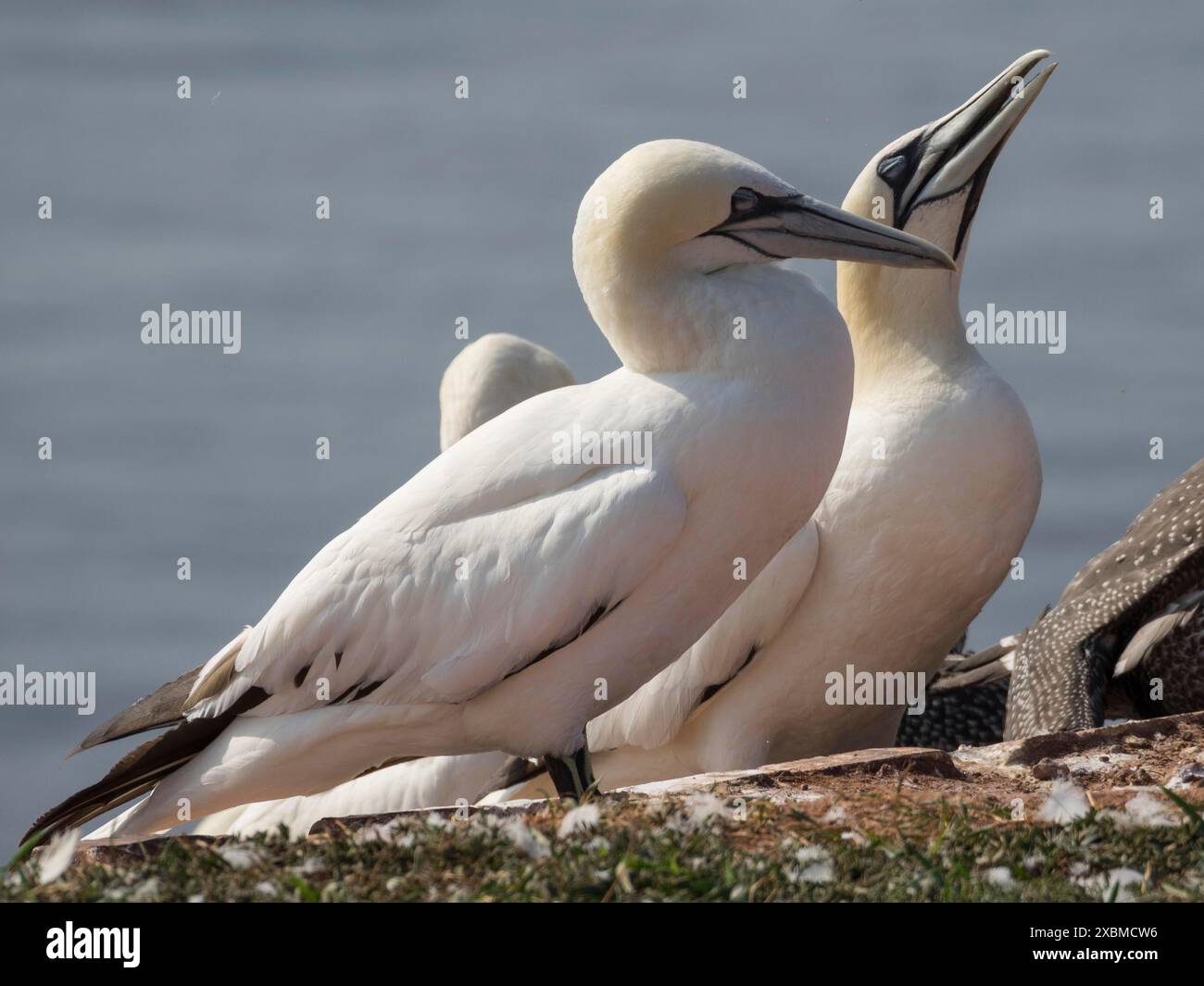Two white birds with long beaks sitting next to each other in natural ...