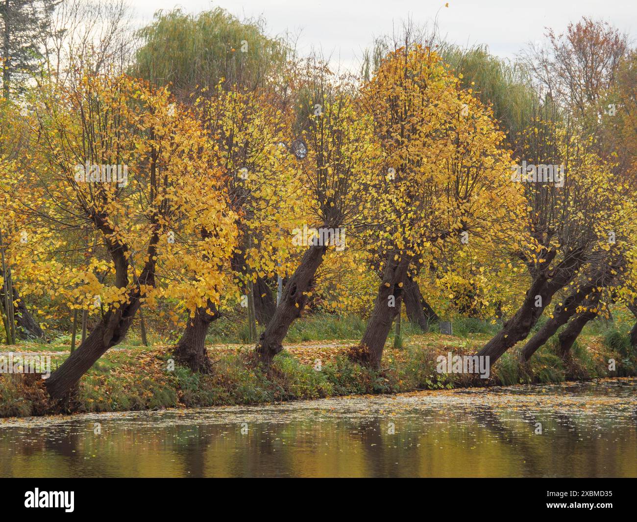 Riverbank with overhanging trees wearing their yellow autumn leaves and ...