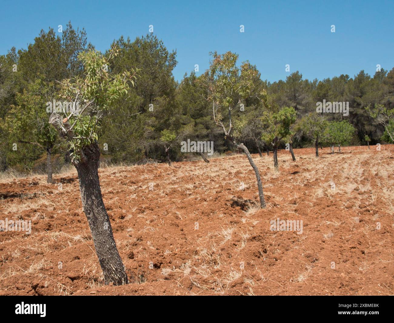 Field with trees and dry earth, surrounded by forest, in sunny weather ...