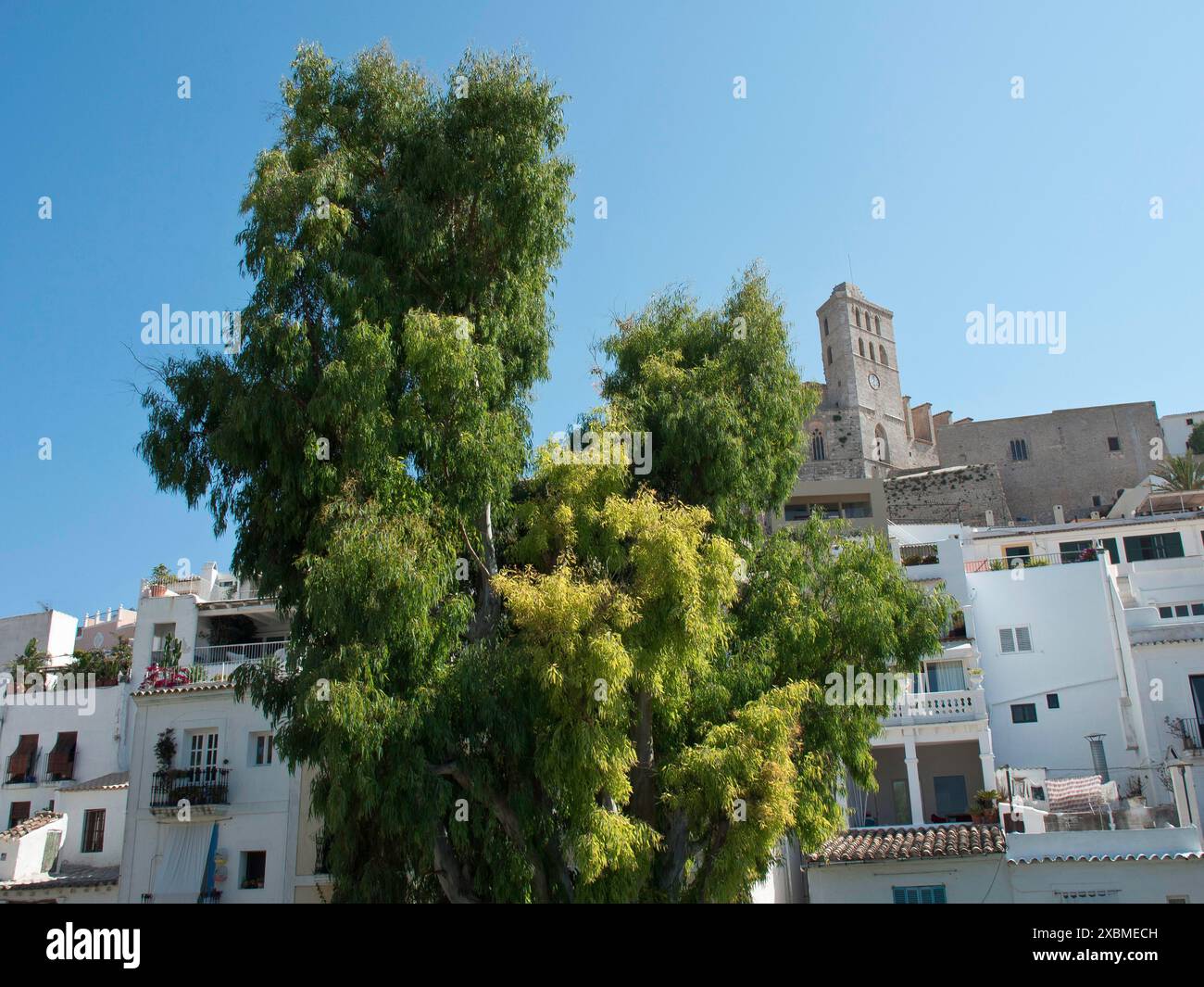 Tall green trees in front of white houses and a historic tower, ibiza ...