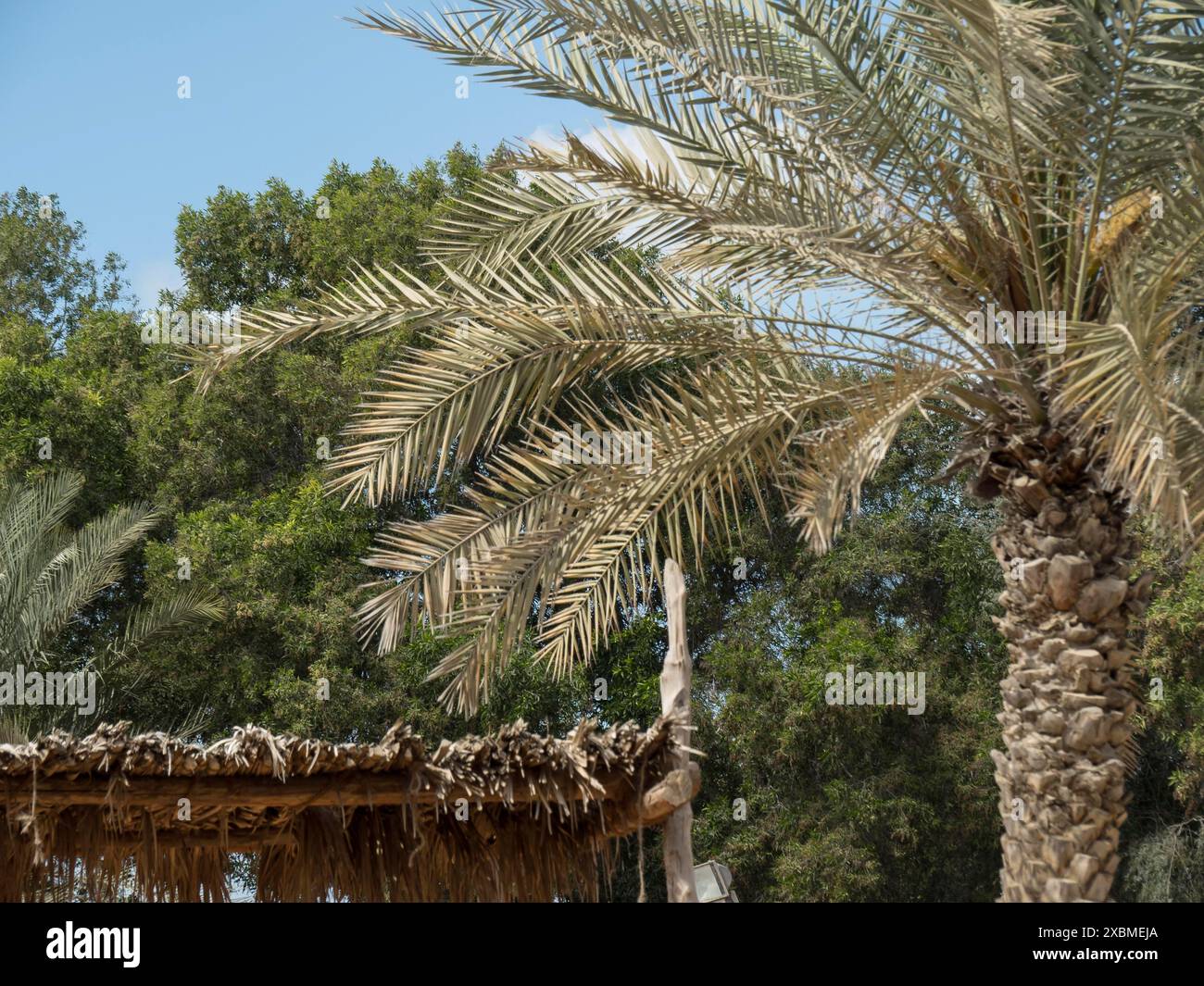 Palm trees against a background of green trees and a clear blue sky ...