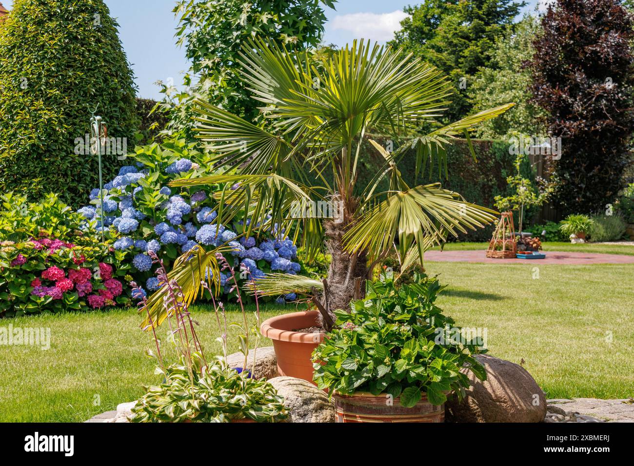 Flowering palm tree hi-res stock photography and images - Alamy