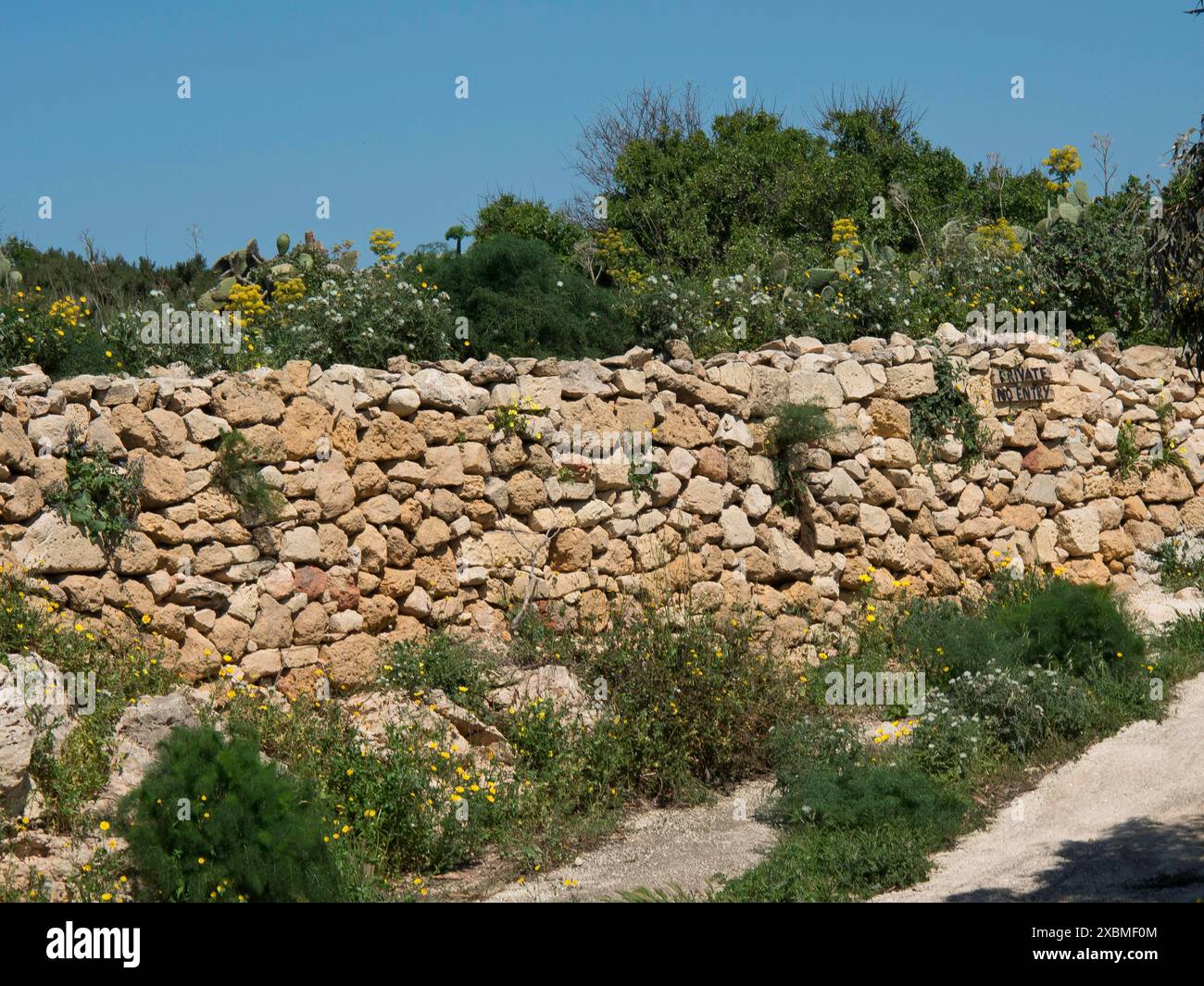 Rural landscape with stone wall and wildflowers under a sunny sky, Gozo ...