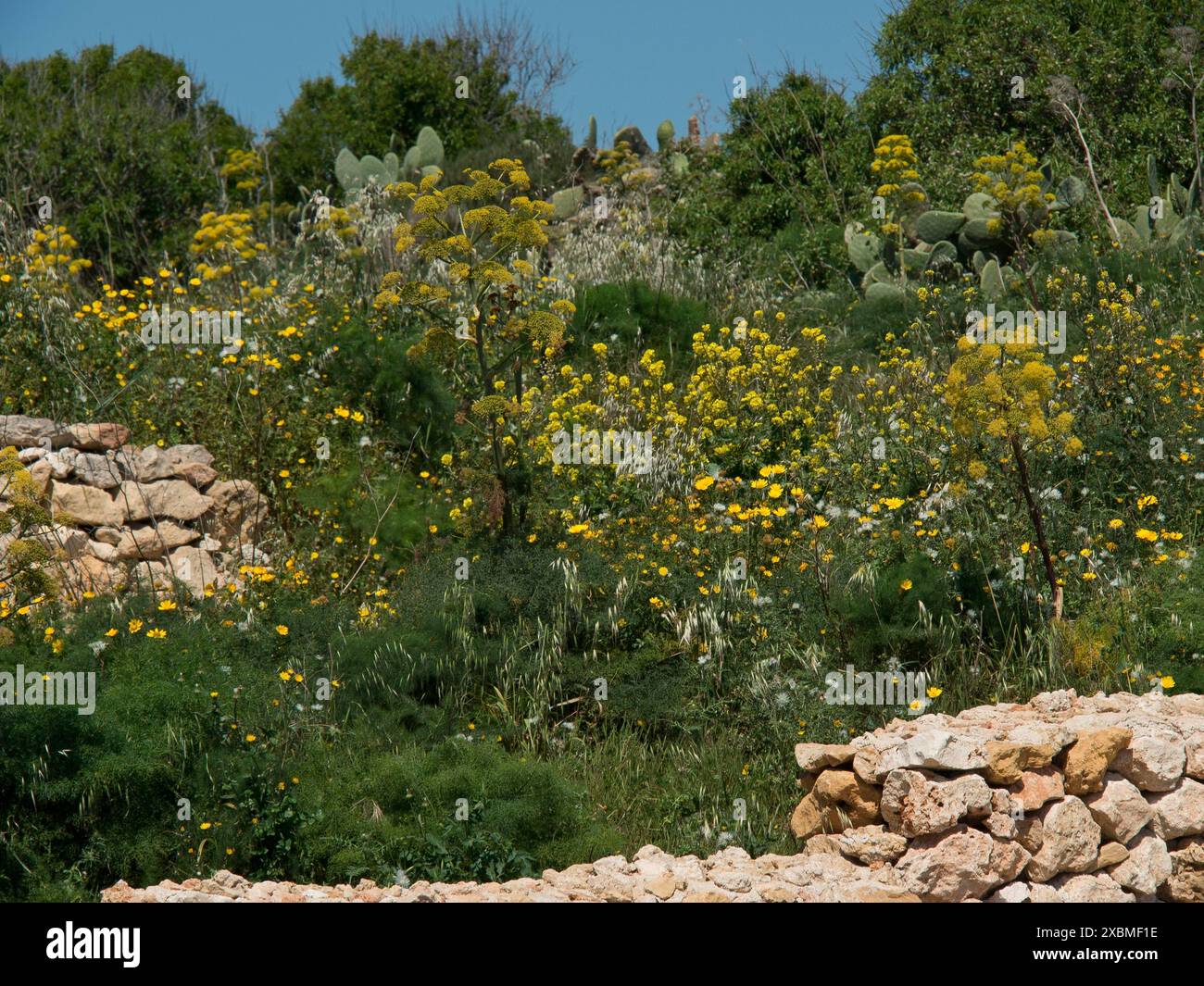 Wild terrain with stone walls, blooming yellow flowers and dense green ...