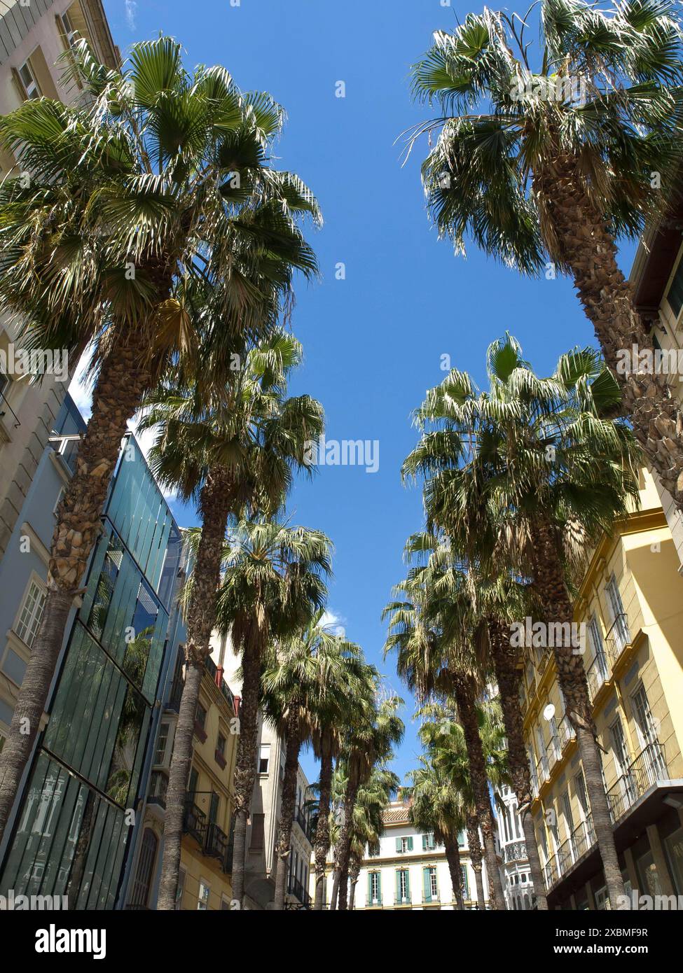 Street lined with tall palm trees with buildings on both sides, under a ...