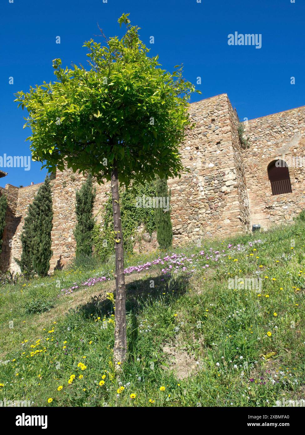 A single tree in front of a historic wall with yellow flowers on a ...