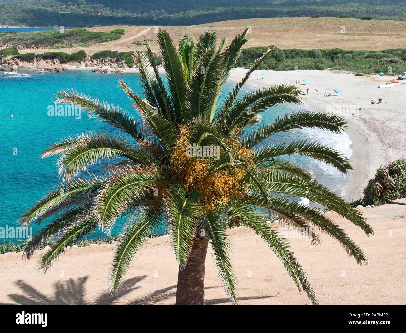 Single palm tree at the edge of a sandy beach with turquoise-coloured ...