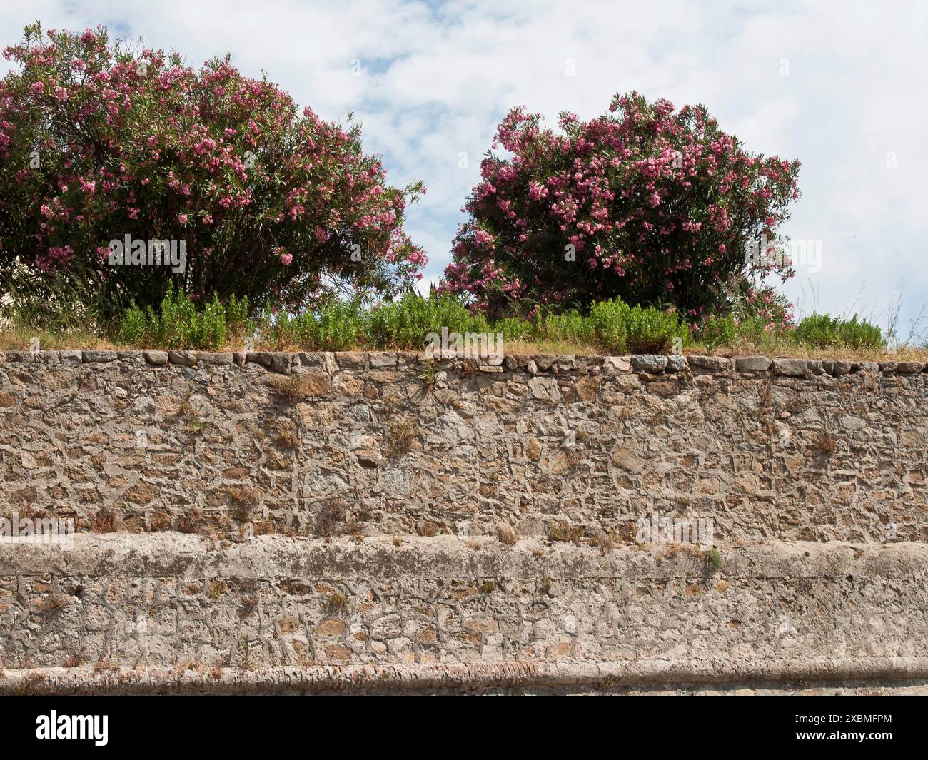 Flowering shrubs grow over a stone wall under a cloudy sky, ajaccio ...