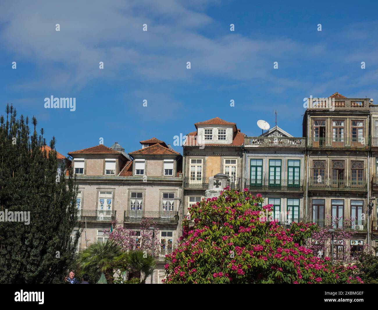 Flowering tree in portugal hi-res stock photography and images - Alamy