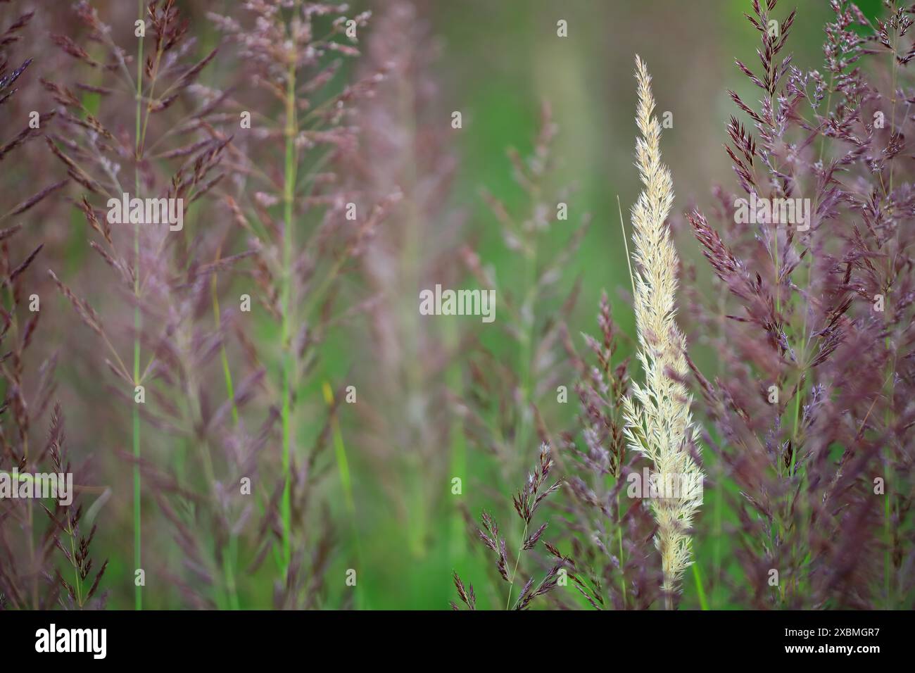 European Marram Grass (Ammophila arenaria), European Pipe Grass ...