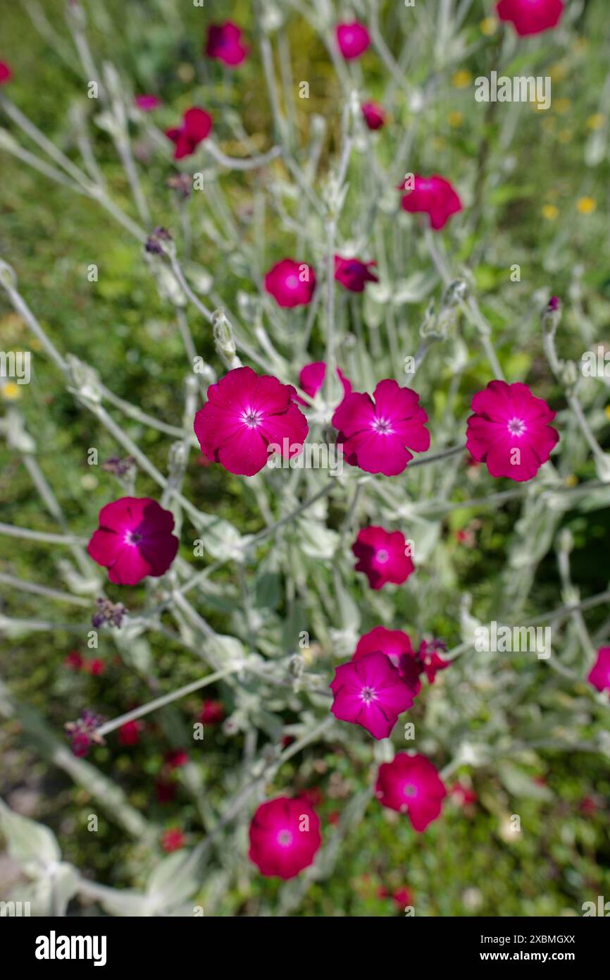 Garden with flowering carnation (Lychnis coronaria), insect-friendly ...