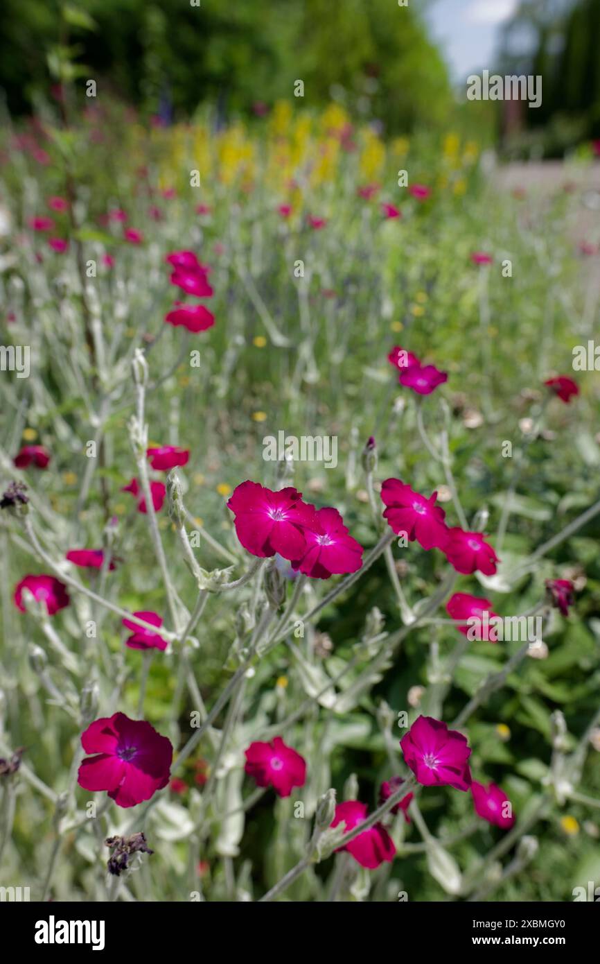 Garden with flowering carnation (Lychnis coronaria), insect-friendly ...