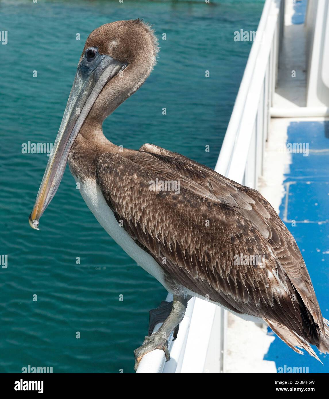 Abc islands unesco hi-res stock photography and images - Alamy