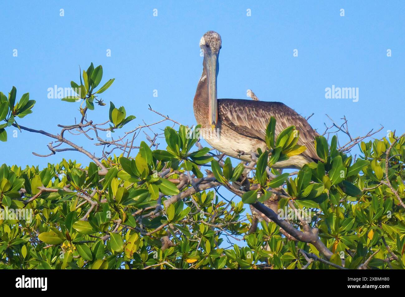 Brown pelican (Pelecanus occidentalis) Brown pelican sitting on bush of ...