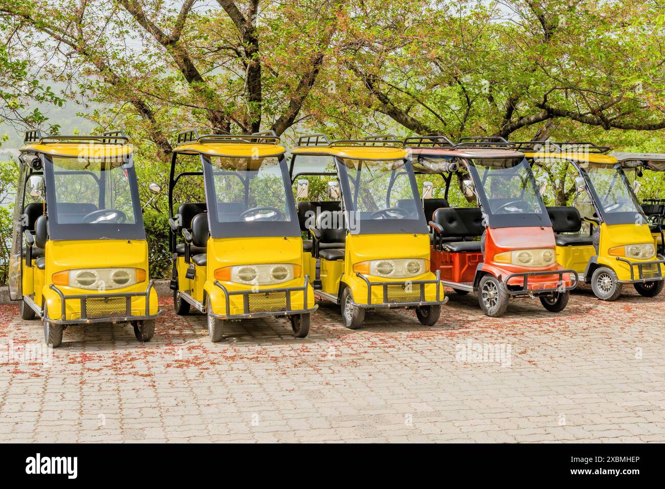 A row of yellow electric carts parked on a paved area under large trees ...