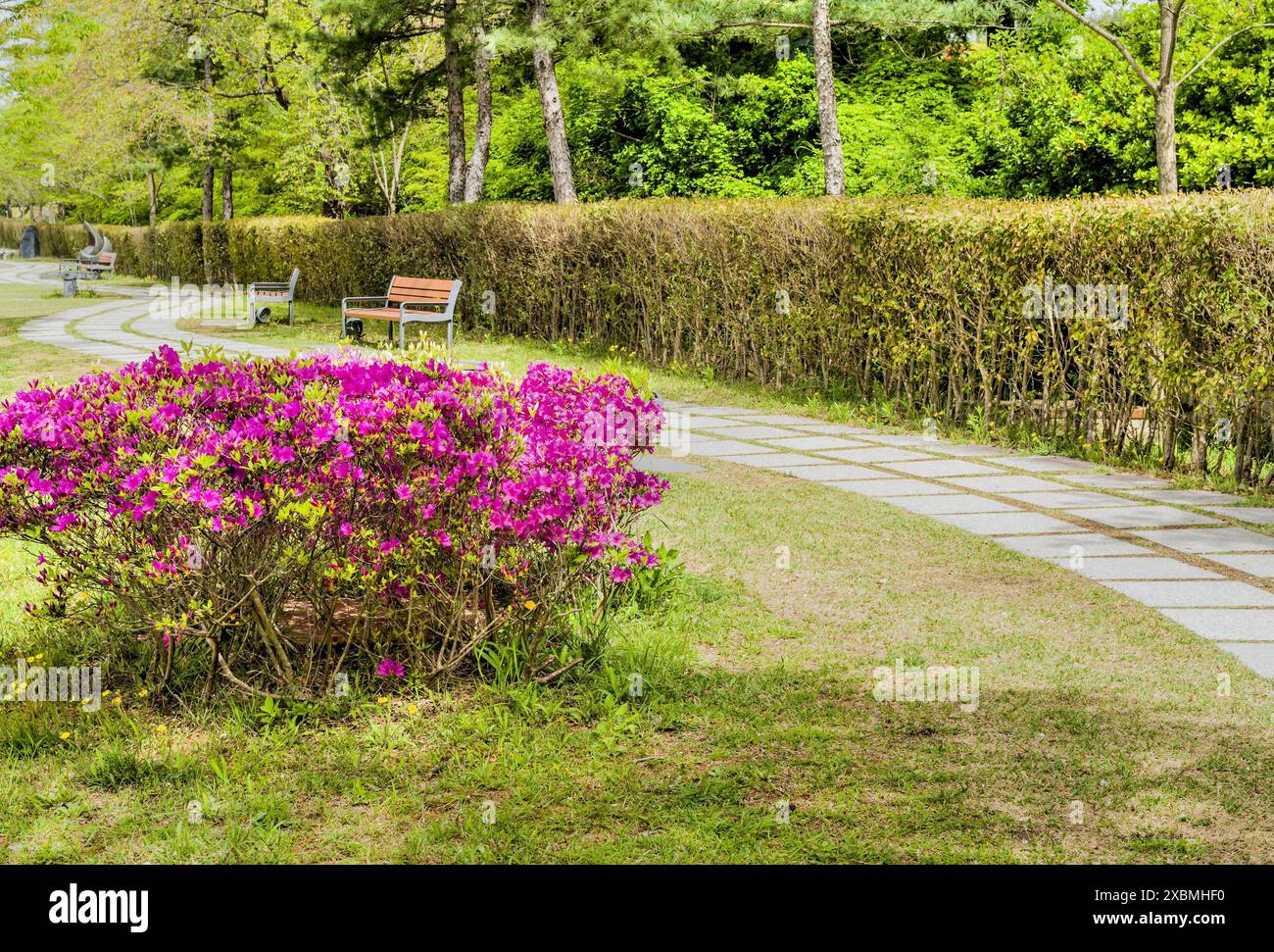 Pathway in a park featuring vibrant purple flowers, benches, and lush ...