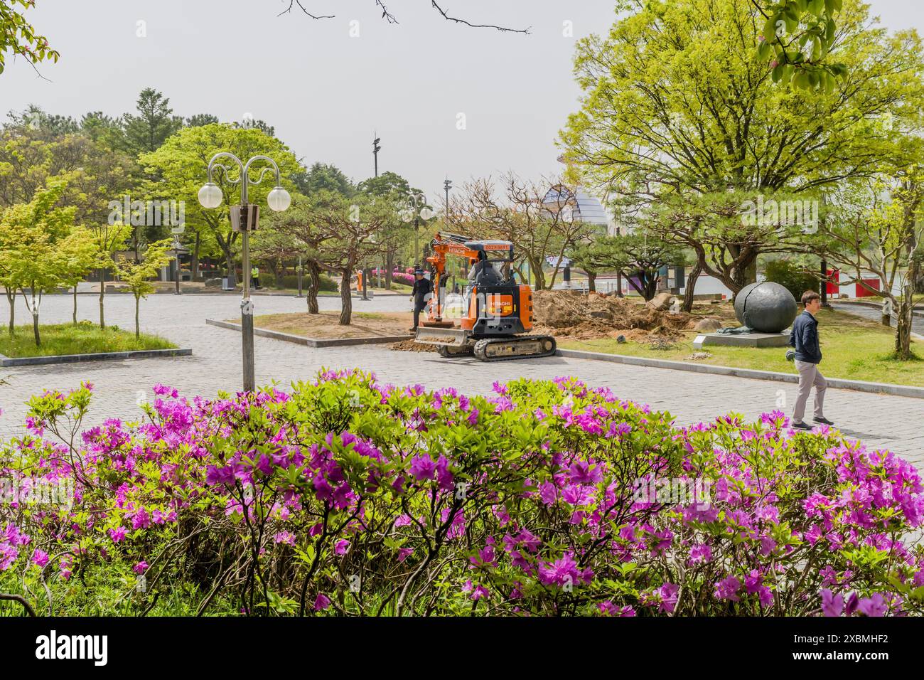 Urban park with ongoing construction work, an excavator, purple flower ...