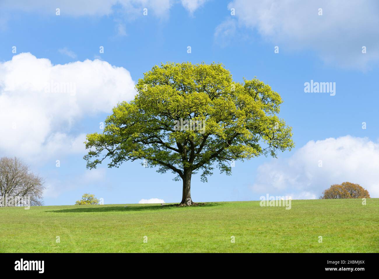 Isolated single oak tree in the middle of a grass field with sheep ...