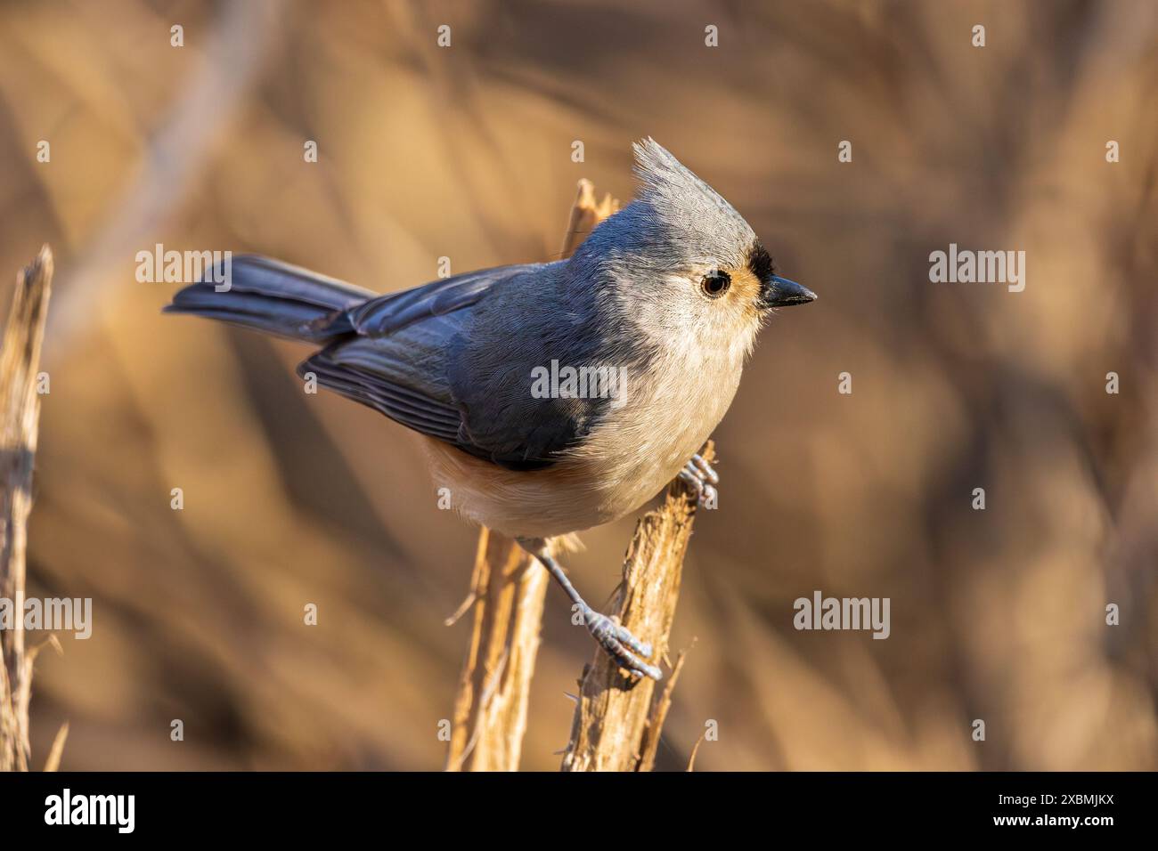 Perching tufted titmouse hi-res stock photography and images - Alamy