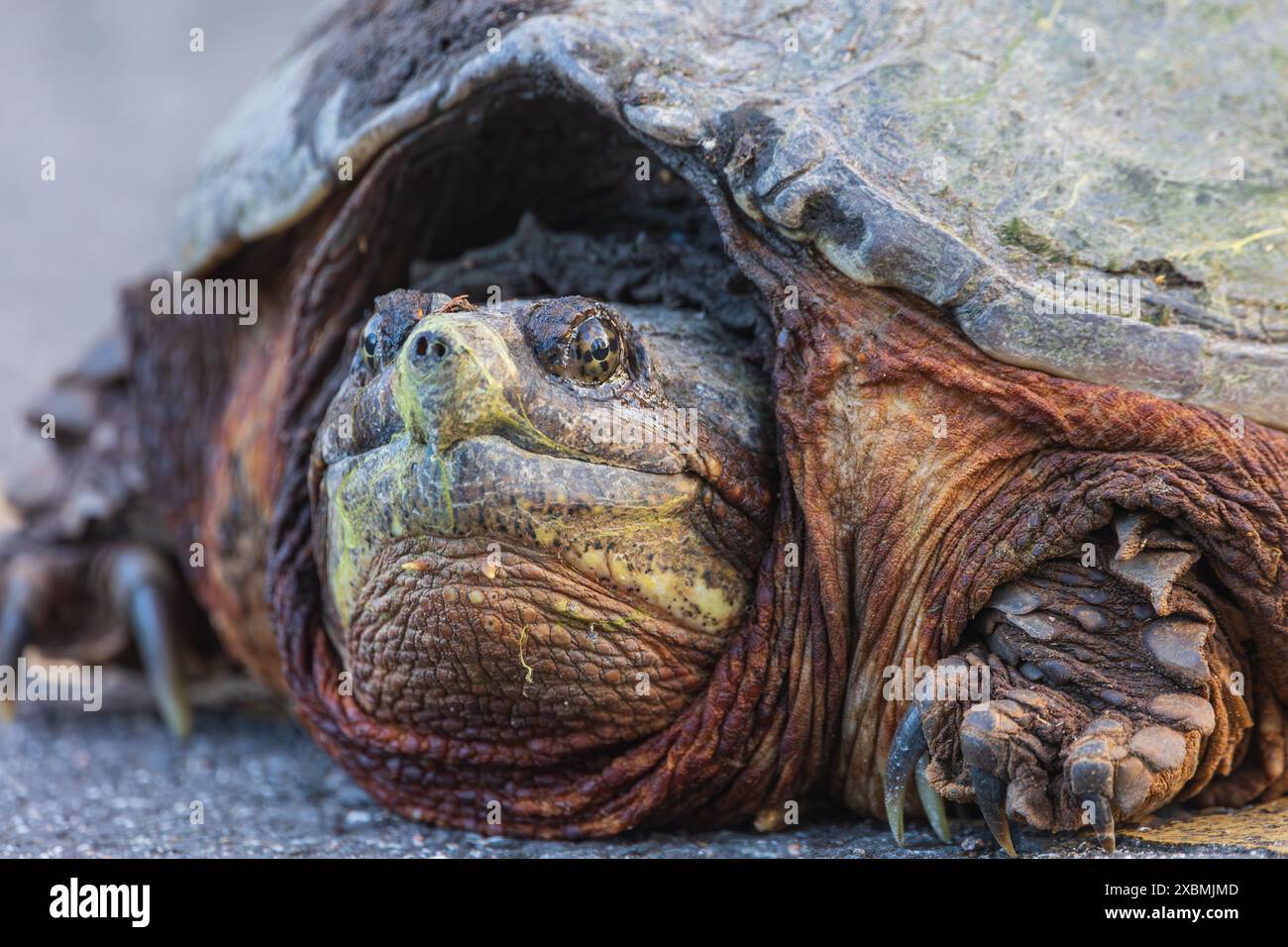 Huge Common Snapping Turtle Stock Photo - Alamy