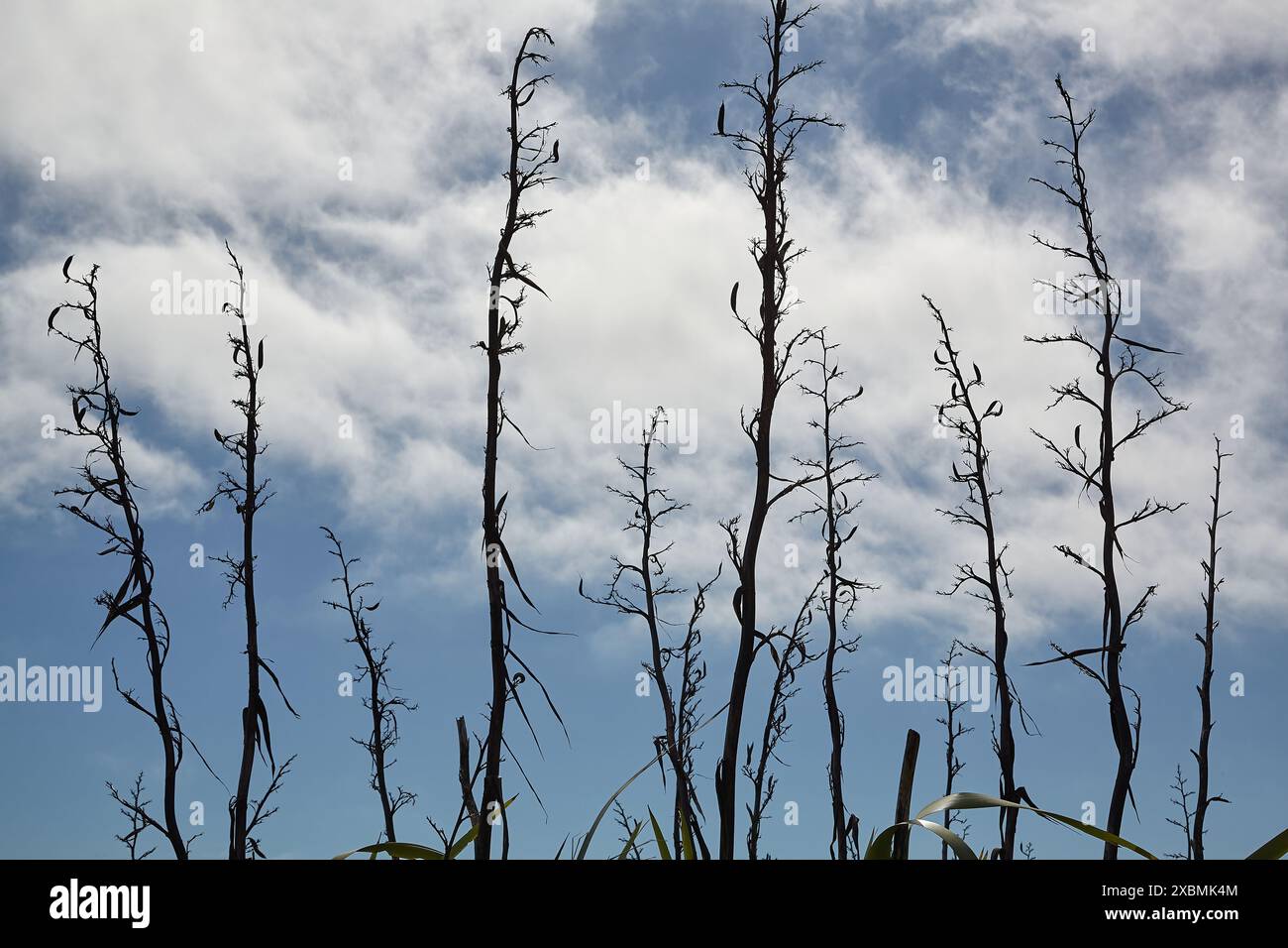 Burnt plant parts Stock Photo - Alamy